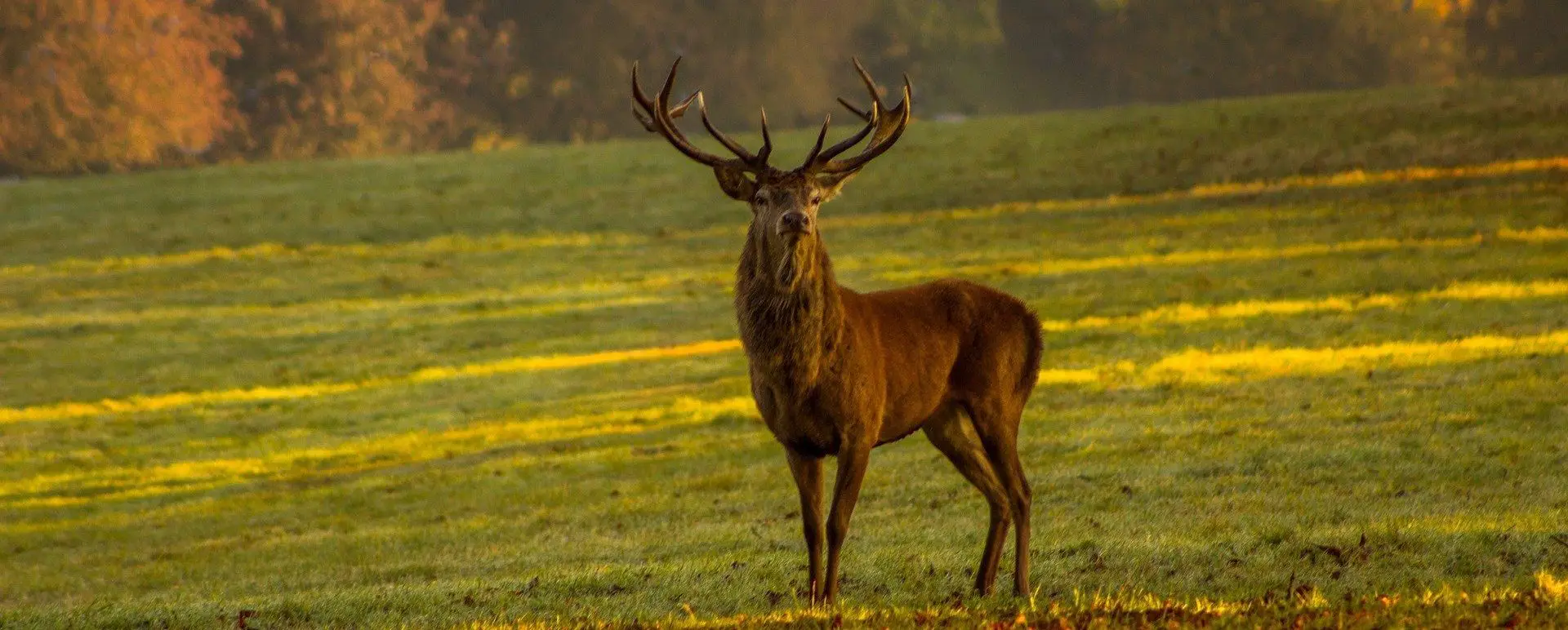 Chasse Grand Gibier Sologne - La Chasse des Rousseaux